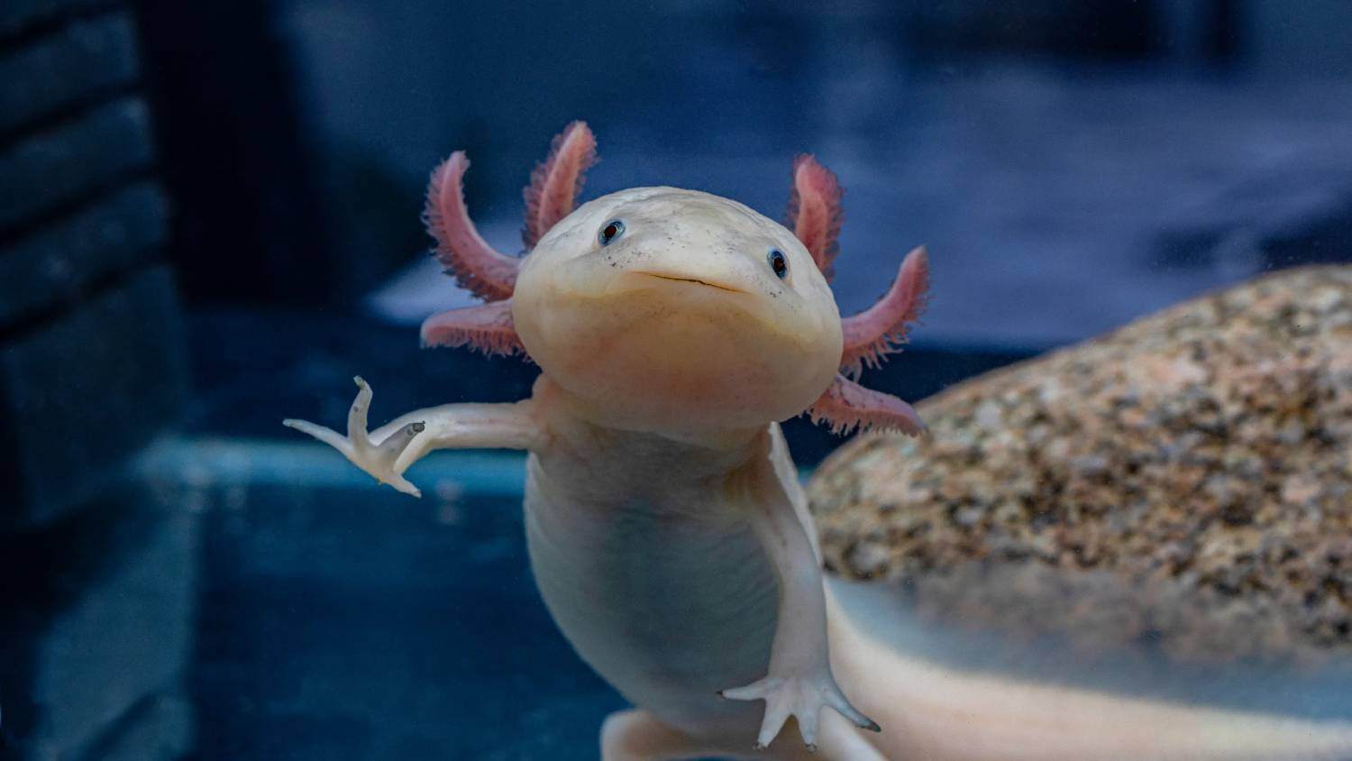 Axolotl Characteristics What is an Axolotl